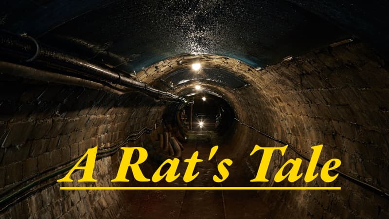 Play Dungeons & Dragons 5e Online | A Rat's Tale (Level 1 Exploration ...